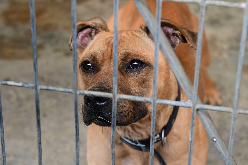 Parvo lockout continues at Ballarat animal shelter - 3BA